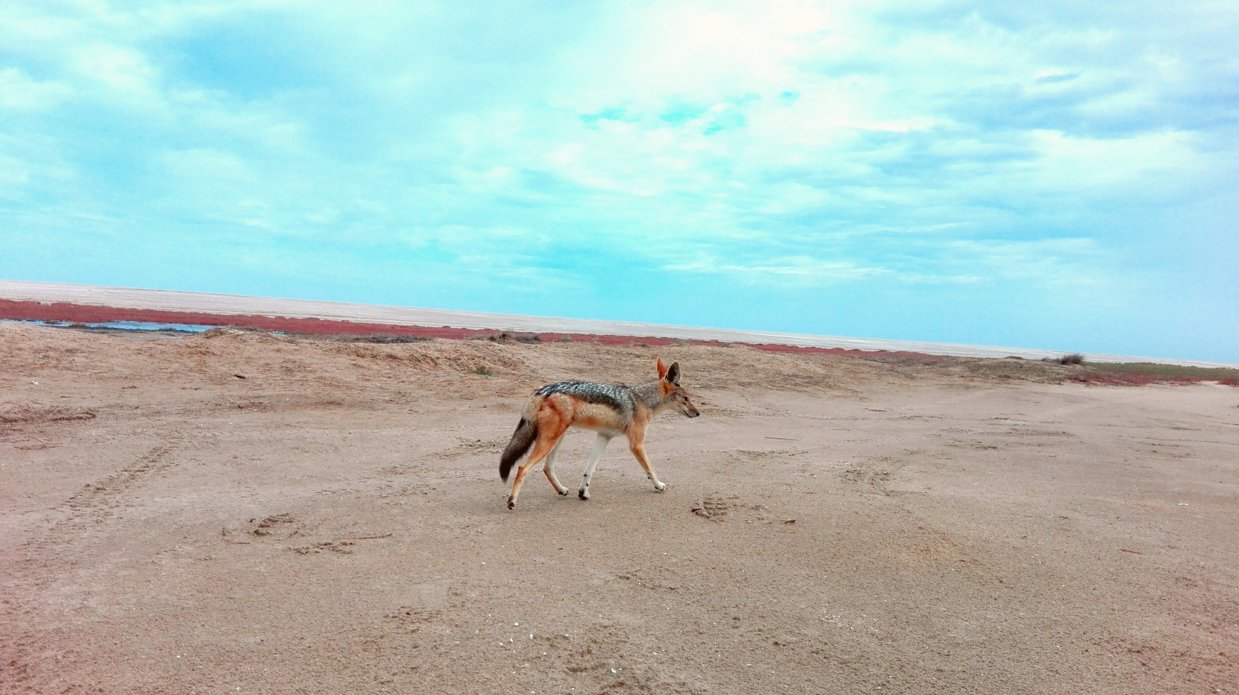 Red Dune Safaris - Namib Sand Sea, Etosha, Namib Naukluft.