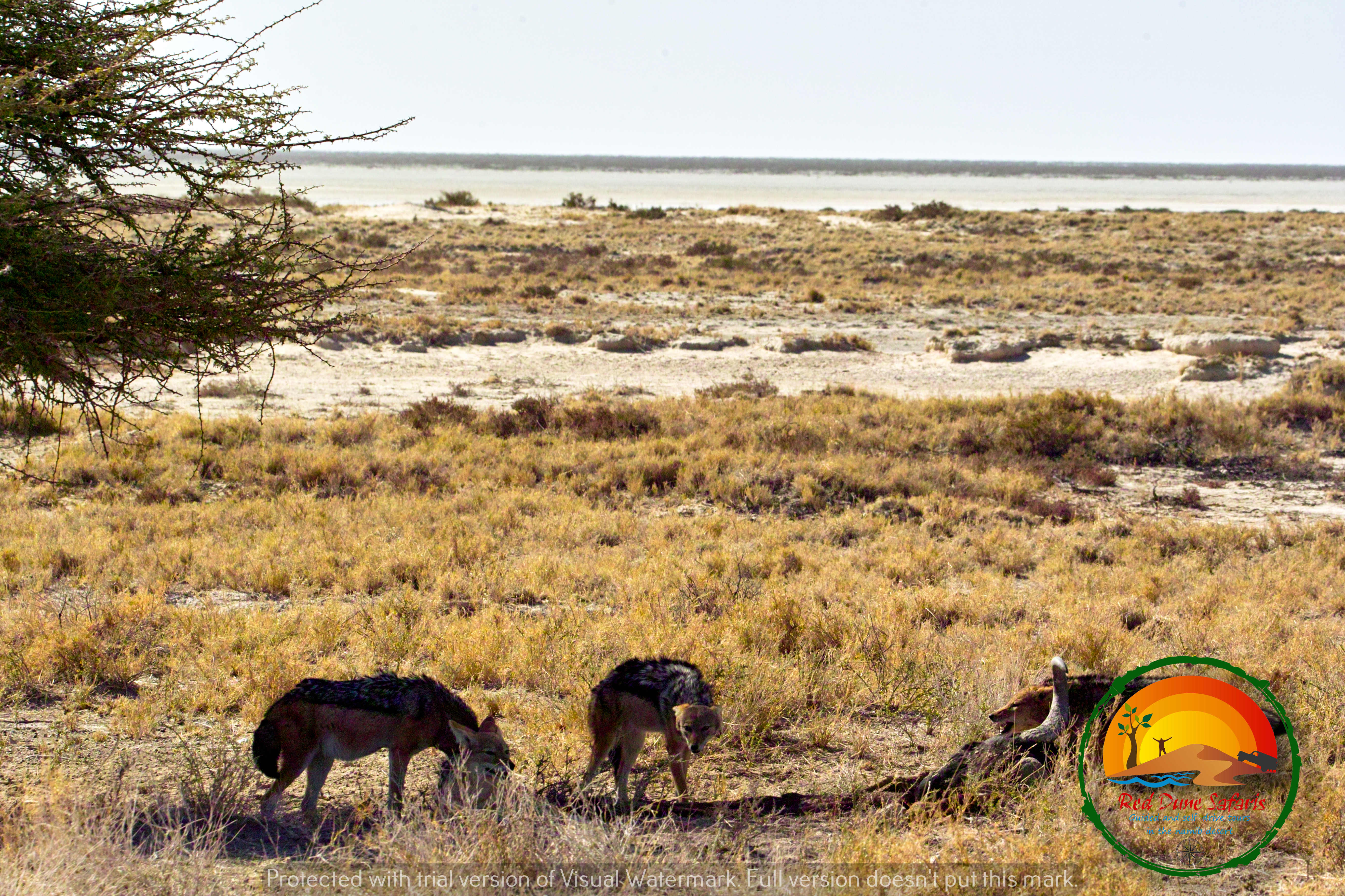 Red Dune Safaris - Namib Sand Sea, Etosha, Namib Naukluft.