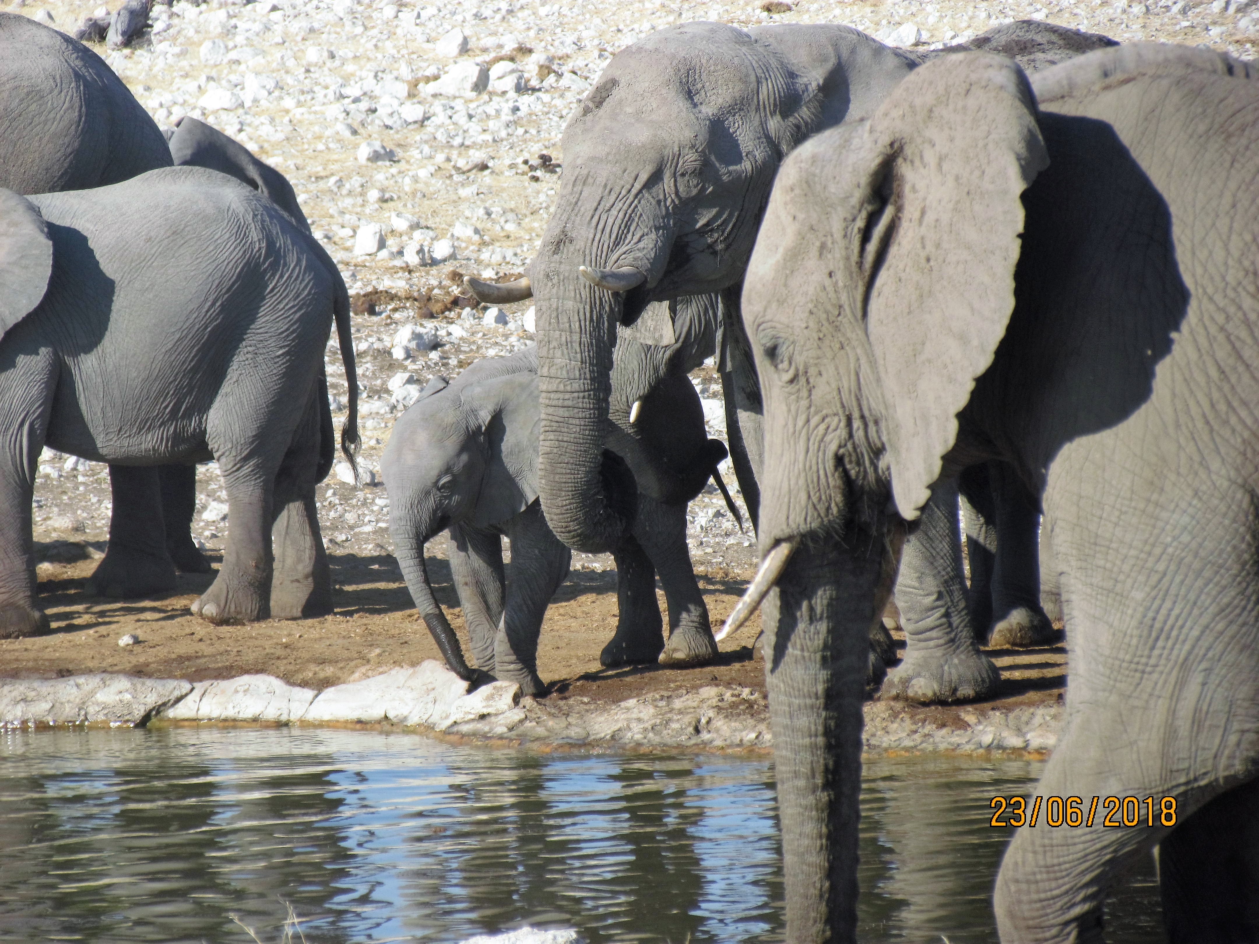 Red Dune Safaris - Namib Sand Sea, Etosha, Namib Naukluft.