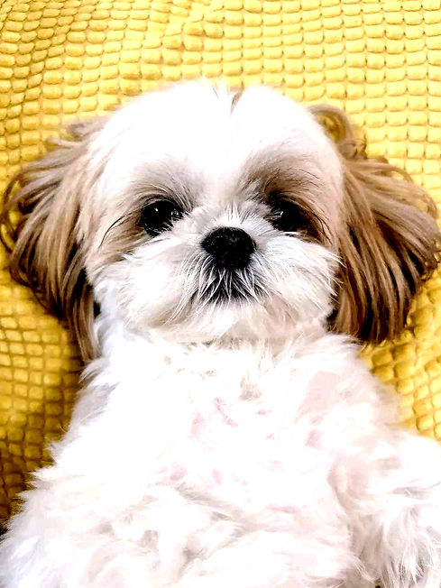 Shih Tzu Dog Breed, Southern Charm Shih Tzu's