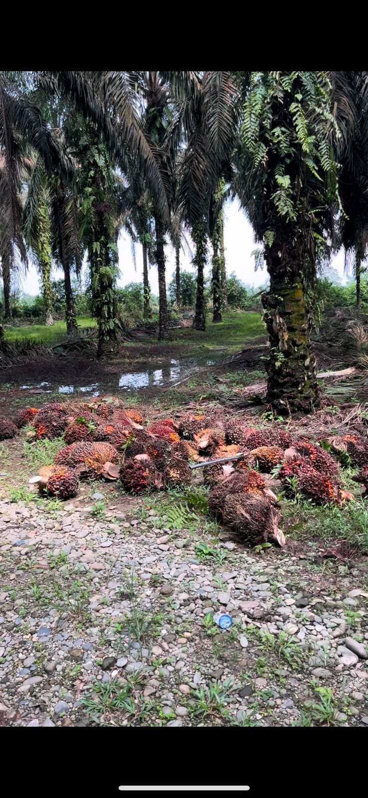 Lahan Sawit Tua Produktif di Rokan Hulu | Sawitpro