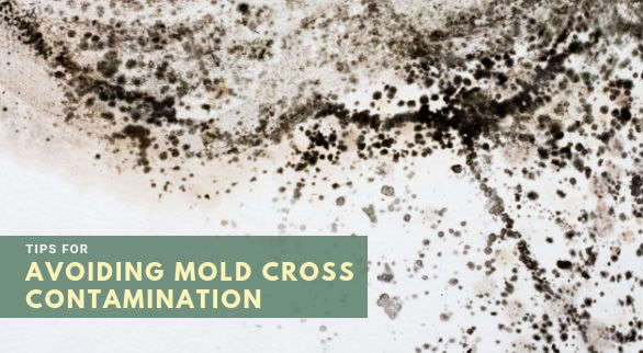 The Types of Bugs That Feed on Mold