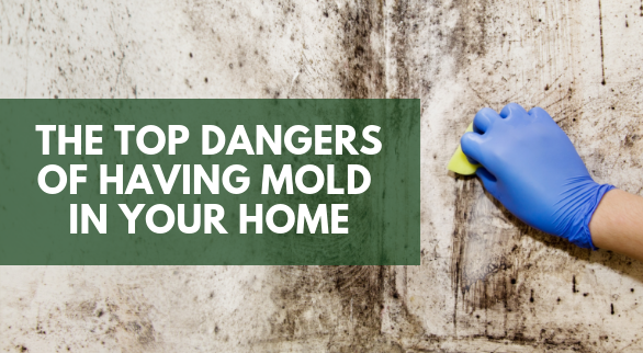 The Top Dangers of Having Mold in Your Home