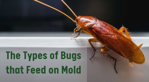 The Types of Bugs That Feed on Mold