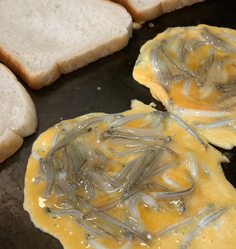 West Coast Big Bay Whitebait | Mysite