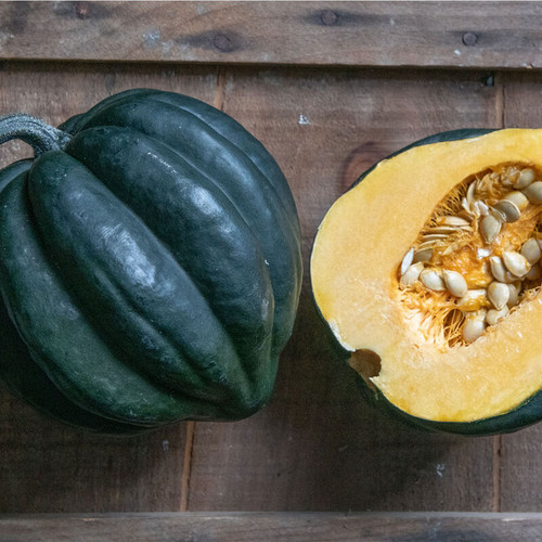 Squash Acorn 'Night Shift' Seedling | Purple Stems