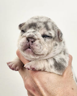 Available Pets | Freya Frenchies