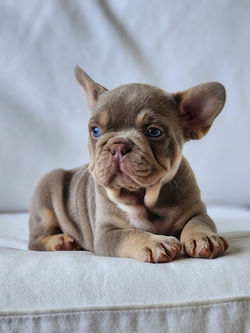 Available Pets | Freya Frenchies