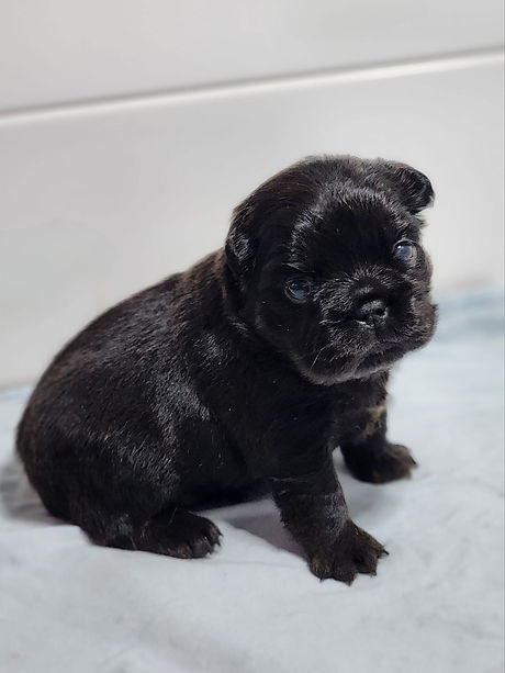 Available Pets | Freya Frenchies