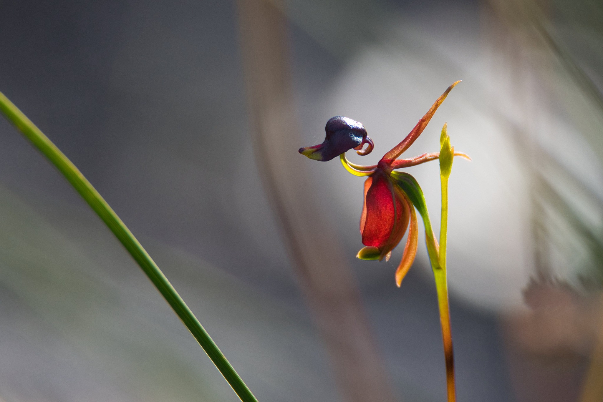 Wildflowers & Flora of Wallum | Save Wallum