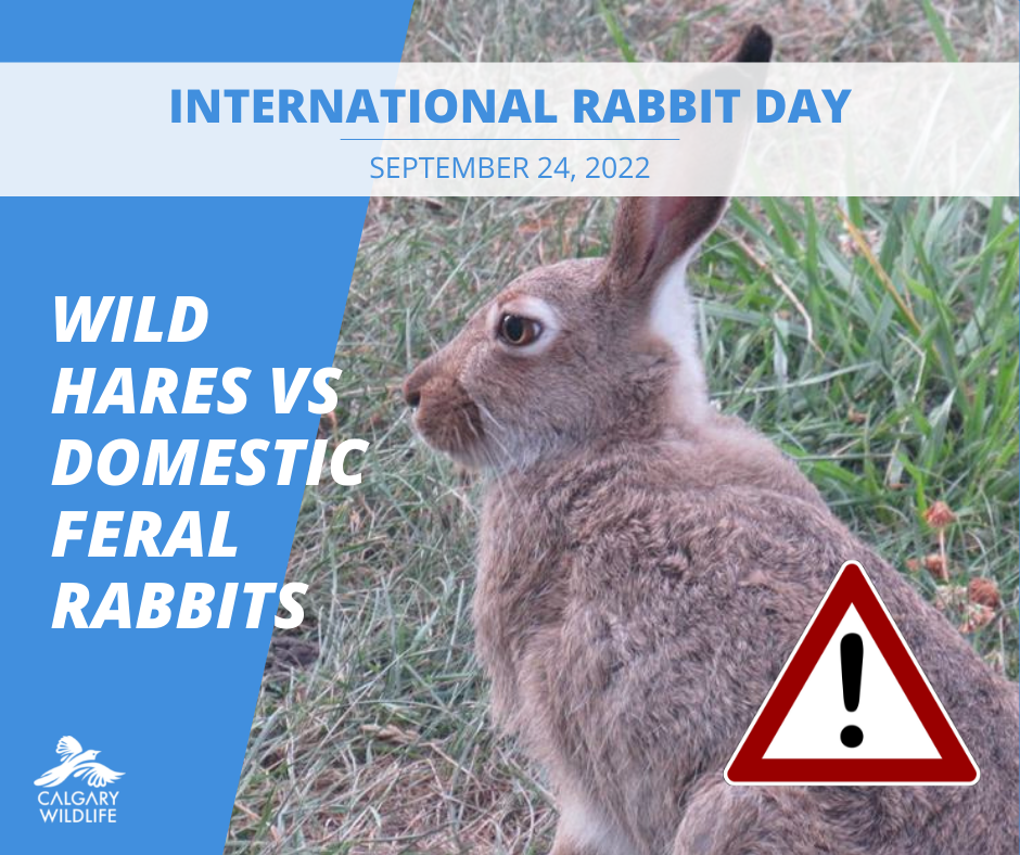 International Rabbit Day!