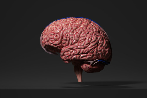 Human Brain PBR | CGmorph