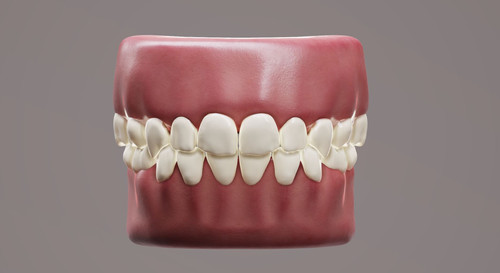 Primary Human Teeth PBR 3d Model | CGmorph
