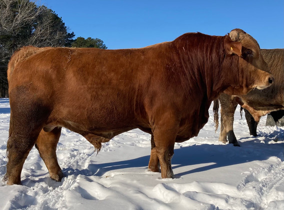 Mountain View Ranch Beefmasters