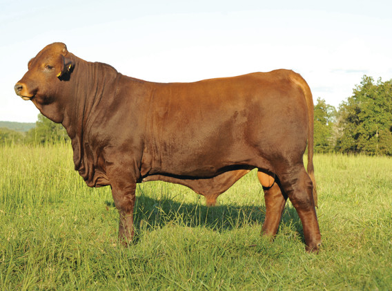 Mountain View Ranch Beefmasters