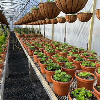 HOME | Wilson's Nursery