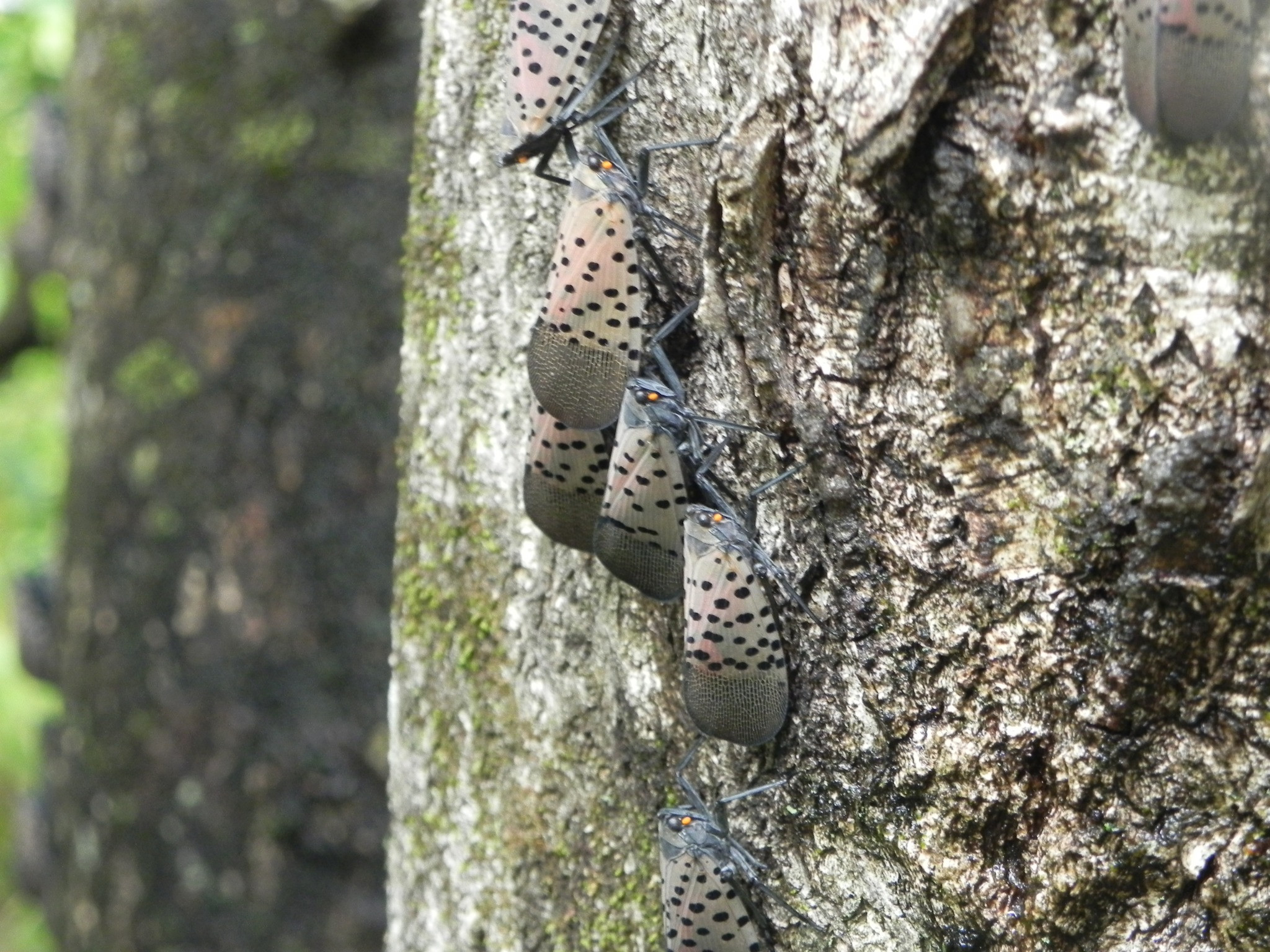 Spotted Lanternfly Workshop | Leopold's Preserve