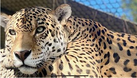 January 22nd or January 24th Panther Ridge Conservation Center ...