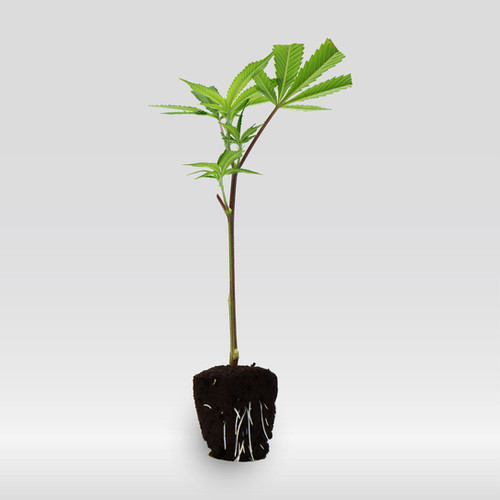 Ya Hemi | Summit Genetics