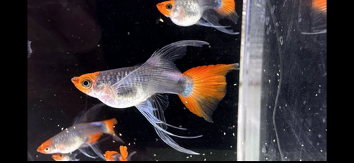 Tuxedo Black Koi Short Body Ribbon | Bright Aquarium