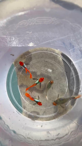 Pre-Order Dumbo Koi Short Body | Bright Aquarium