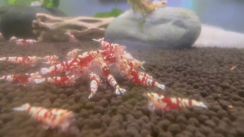 Red Tiger Caridina Shrimp | Bright Aquarium