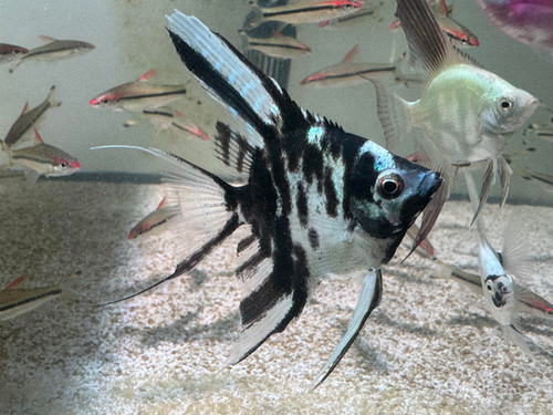 Pack Of 5 Marble Blue | Bright Aquarium