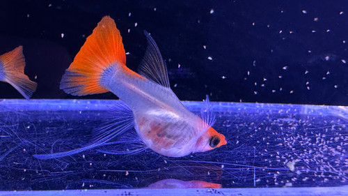 Pre-Order Koi Glass Belly Short Body Ribbon | Bright Aquarium