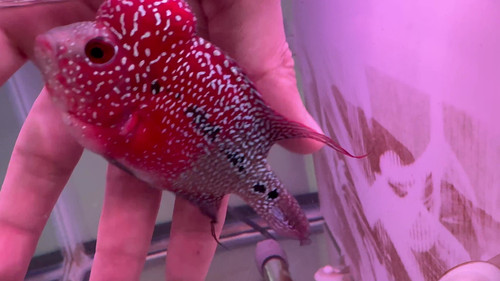 #6 King Kamfa F3 2 tones Flowerhorn 3.5" live fish | Bright Aquarium