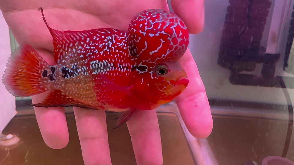 #4 King Kamfa F3 2 tones Flowerhorn 3.5" live fish | BRIGHT AQUARIUM