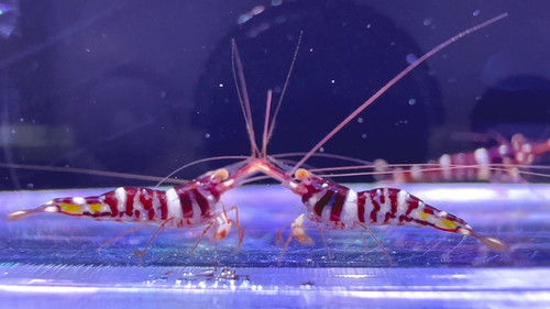 Pre-Order Sulawesi Tirgi Cardinal Shrimp | Bright Aquarium