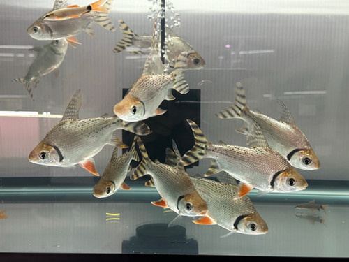 Flag Tail 5-6” | Bright Aquarium