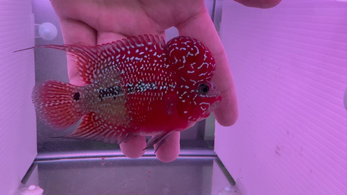 #11 King Kamfa F3 Flowerhorn 3.5" | Bright Aquarium