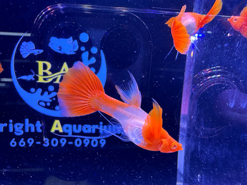 Koi red Long Ear ribbon | Bright Aquarium