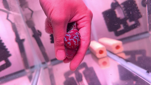 #24 King Kamfa F2 Flowerhorn 3” live fish | BRIGHT AQUARIUM