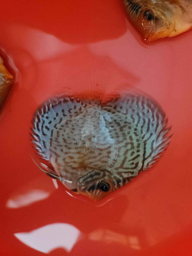 Ring Leopard Discus 3” | Bright Aquarium