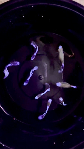 Purple Koi Ship On Aug 20 | Bright Aquarium