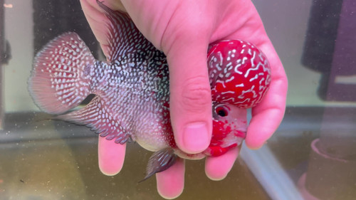 #8 King Kamfa F3 2 tones Flowerhorn 4.5" live fish | BRIGHT AQUARIUM