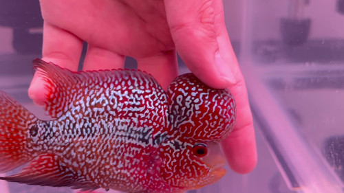 #22 King Kamfa F3 2 tones Flowerhorn 3.5" live fish | BRIGHT AQUARIUM