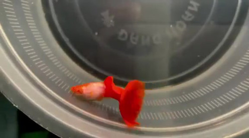 Pre- Order Silverado Red Tail | Bright Aquarium