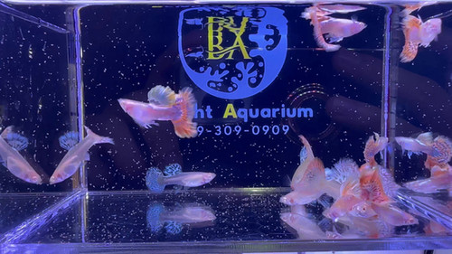 Albino Red Dragon Halfmoon | Bright Aquarium