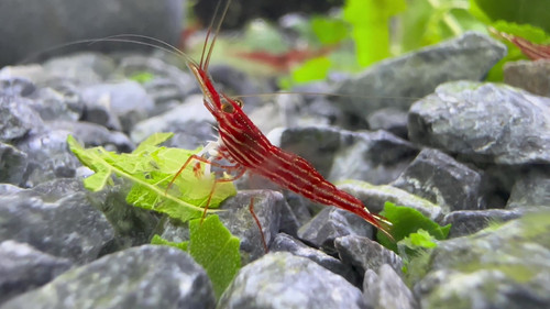 Sulawesi Red Line Cardinal Shrimp | Bright Aquarium