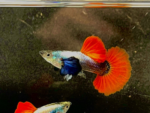 Dumbo Red Tail HalfMoon | Bright Aquarium