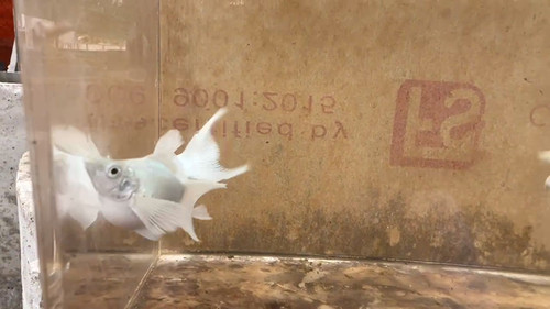 Platinum Molly Short Body | Bright Aquarium