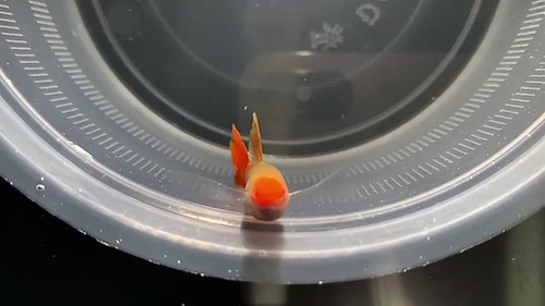 Pre-Order Albino Koi Glass Belly Ribbon Fin C | Bright Aquarium