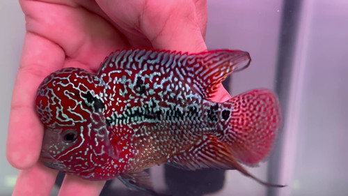 #1 King Kamfa F3 2 tones Flowerhorn 3.5" | Bright Aquarium