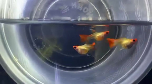 Pre-Order Koi Glass Belly Short Body Ribbon Guppy (Ship out Aug 22 ...