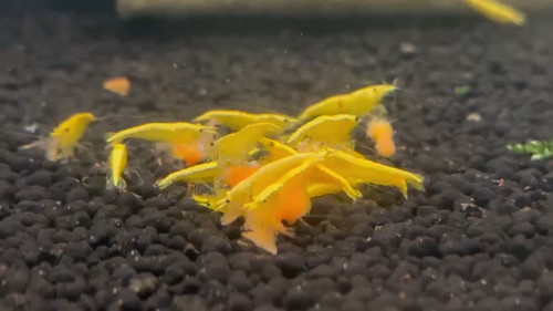 Neon Yellow Neocaridina Aquarium Shrimp | Bright Aquarium
