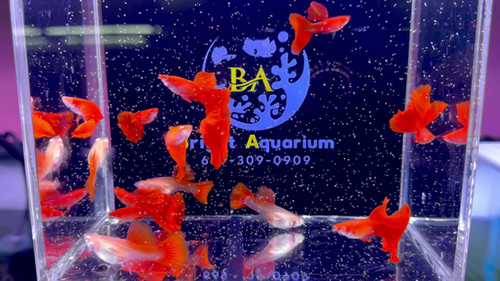 Full Red Big Dosal | Bright Aquarium