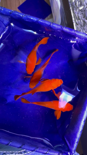 Pre-Order Koi Red Ear Full Body | Bright Aquarium